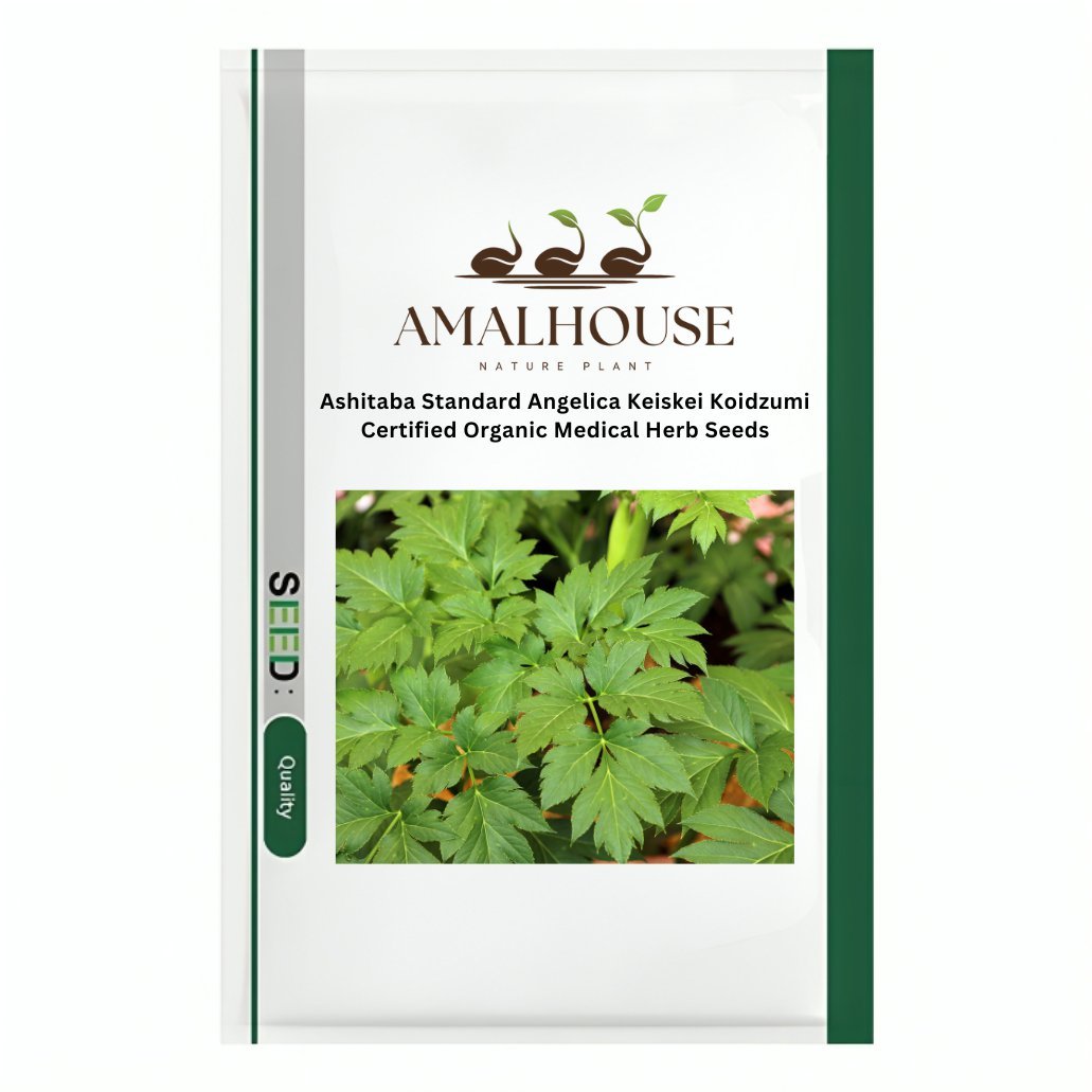 Ashitaba Standard Angelica Keiskei Koidzumi Certified Medical Herb - 5 ...