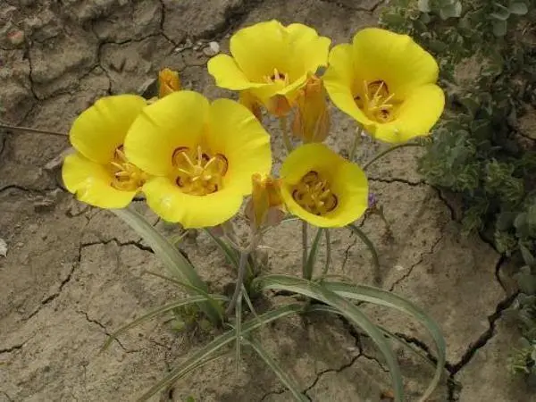 Calochortus Aureus Golden Mariposa Lily 10 Seeds Fresh Garden - Seeds ...