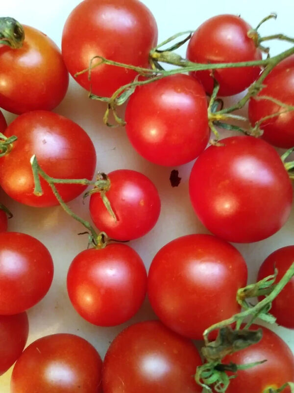 SYR 50 Seeds Salt Spring Sunrise Tomato Tomatoe Vegetable Fast Growing ...
