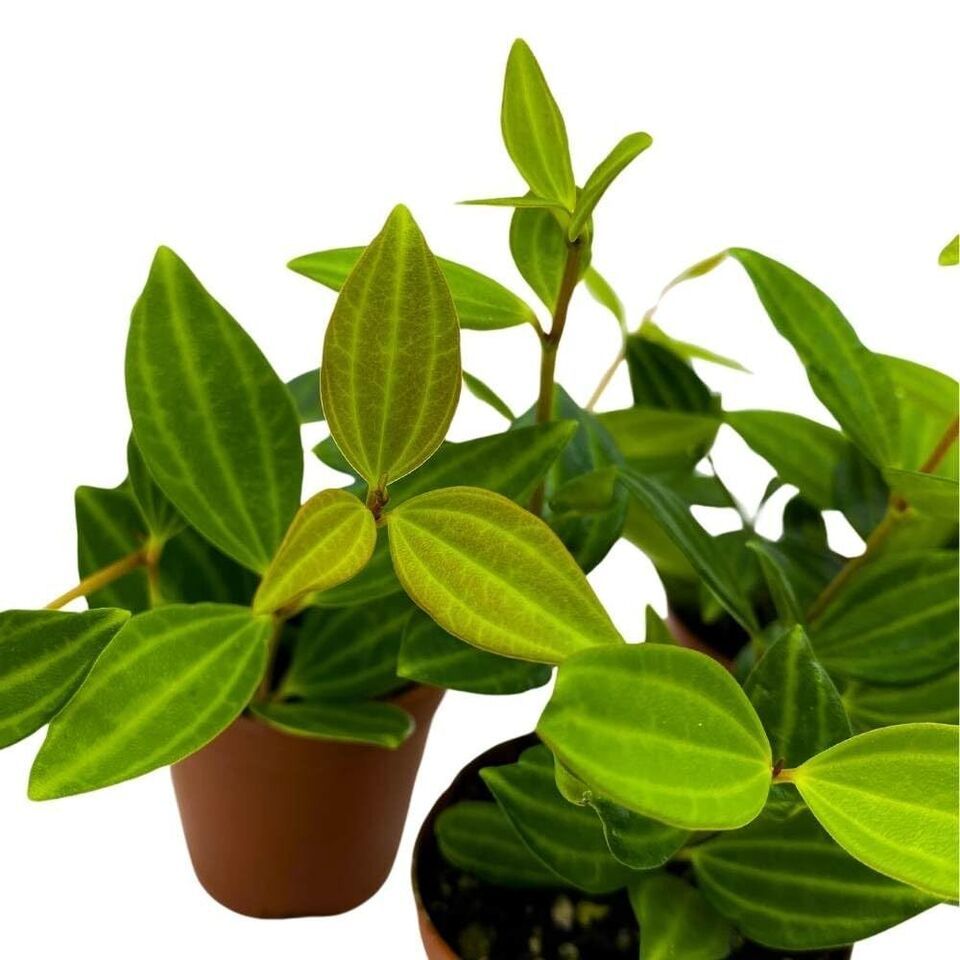 Peperomia Stilt puteolata tetragona Parallel, 2 inch Set of 3, Tiny ...