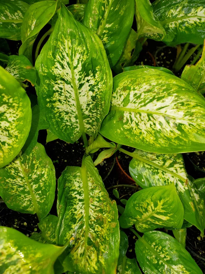 Dieffenbachia Compacta 7 inches tall~Dumb Cane Easiest HousePlant Live ...