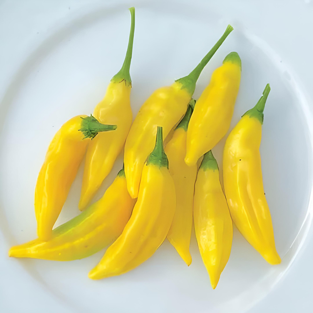 BStore Aji Lemon Drop Hot Pepper 19 Seeds - Seeds & Bulbs