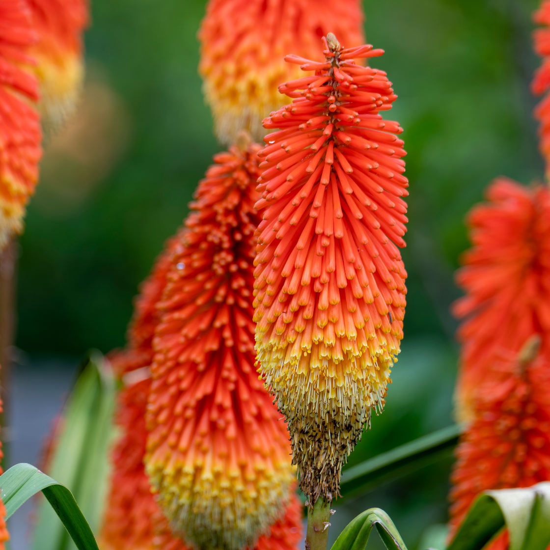 Kniphofia Flower red hot pokers-plants So Pretty Long Blomming fiery ...