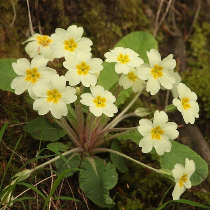 Primula Acaulis Accord Yellow Seed Fresh Fast Shipping - Other Plants ...