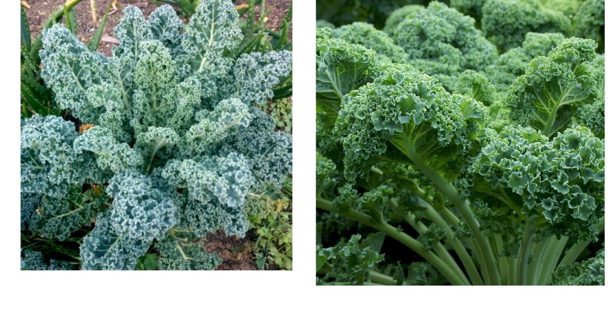 Kale Seeds - Dwarf Blue Curled Scotch Kale Seeds - Gardening - Seeds ...