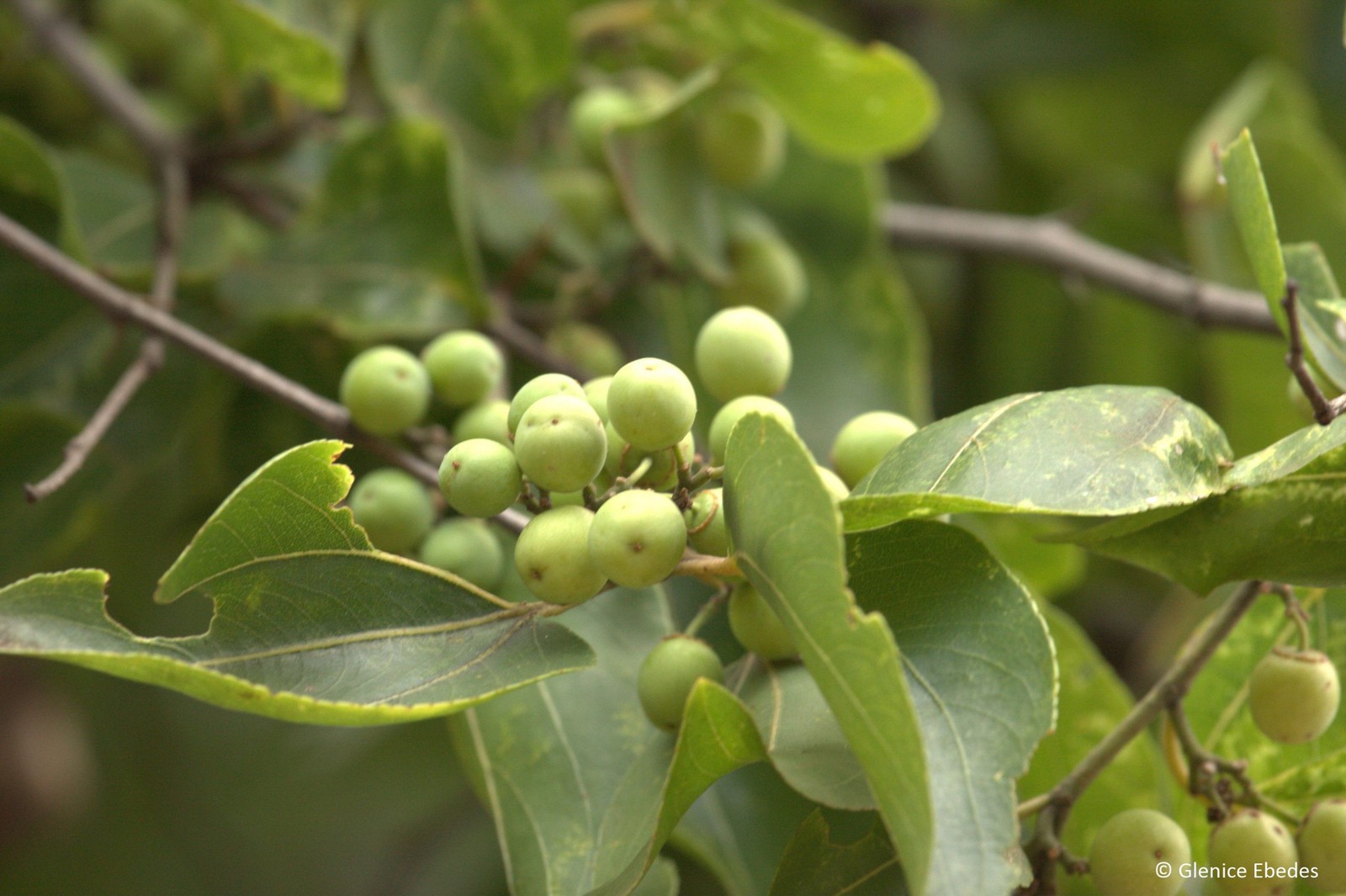 Grewia Asiatica Leaves Phalsa Falsa Leaves, and similar items